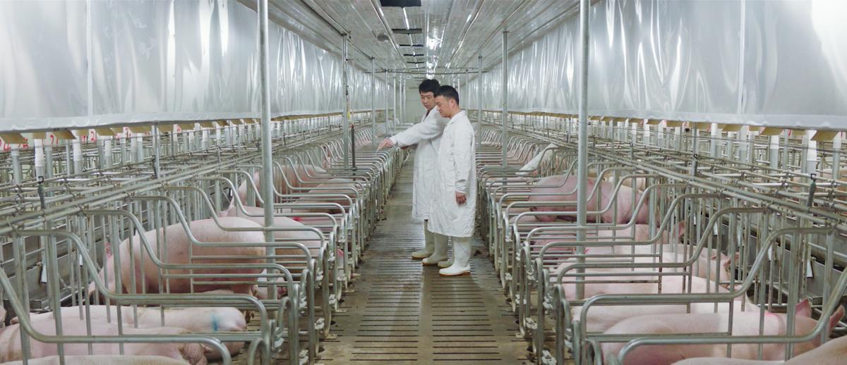 Het fokken van varkens gebeurt nu ook slim - Chinasquare.be